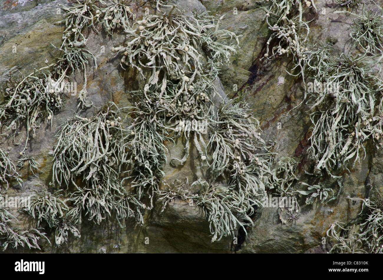 Sea Ivory at Porth Ruffydd, Anglesey, Wales Stock Photo - Alamy