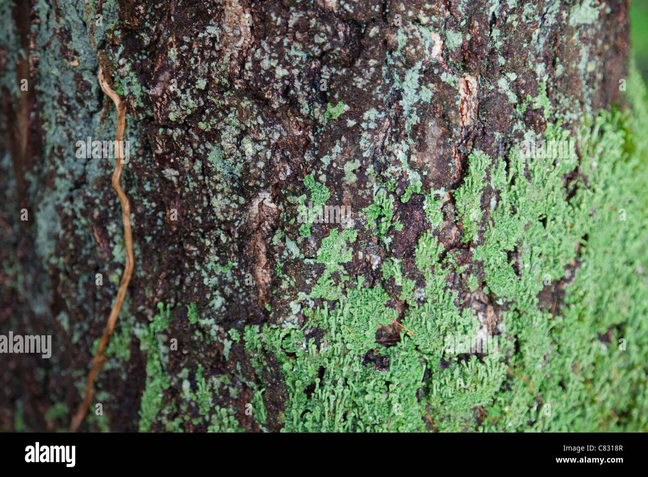 Moss growing on a tree detail Stock Photo - Alamy