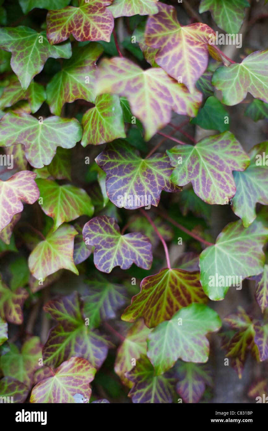 Changing colour leaves hi-res stock photography and images - Alamy