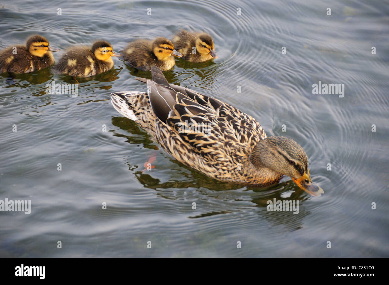 Mother Duck And Ducklings