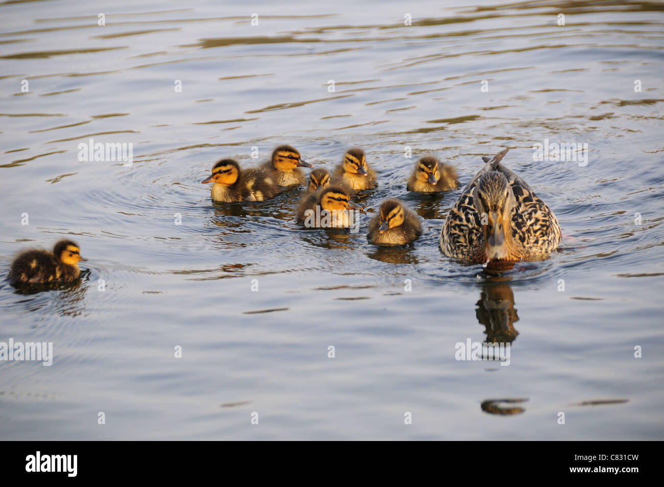 Mummy duck and ducklings hi-res stock photography and images - Alamy