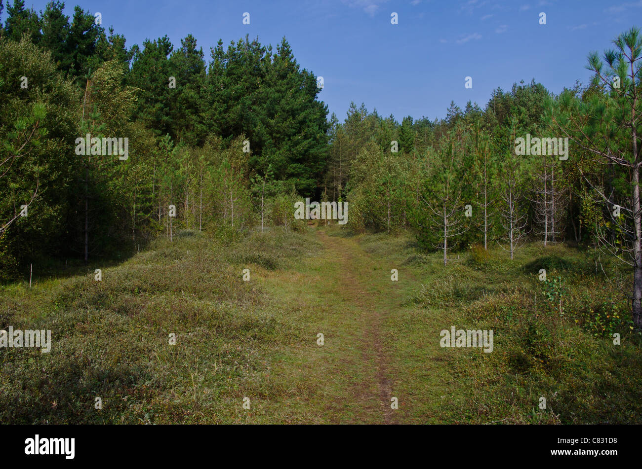 Newborough forest anglesey hi-res stock photography and images - Alamy