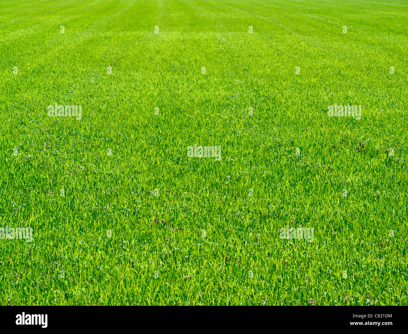 Grass Field Texture Stock Photo - Alamy