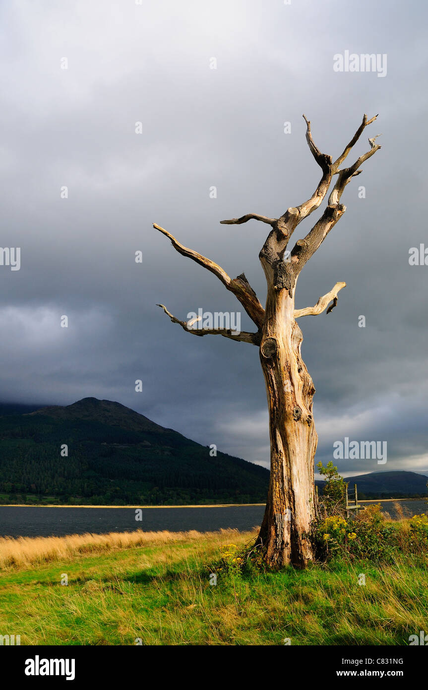 lakeside fractured tree landscape Stock Photo - Alamy