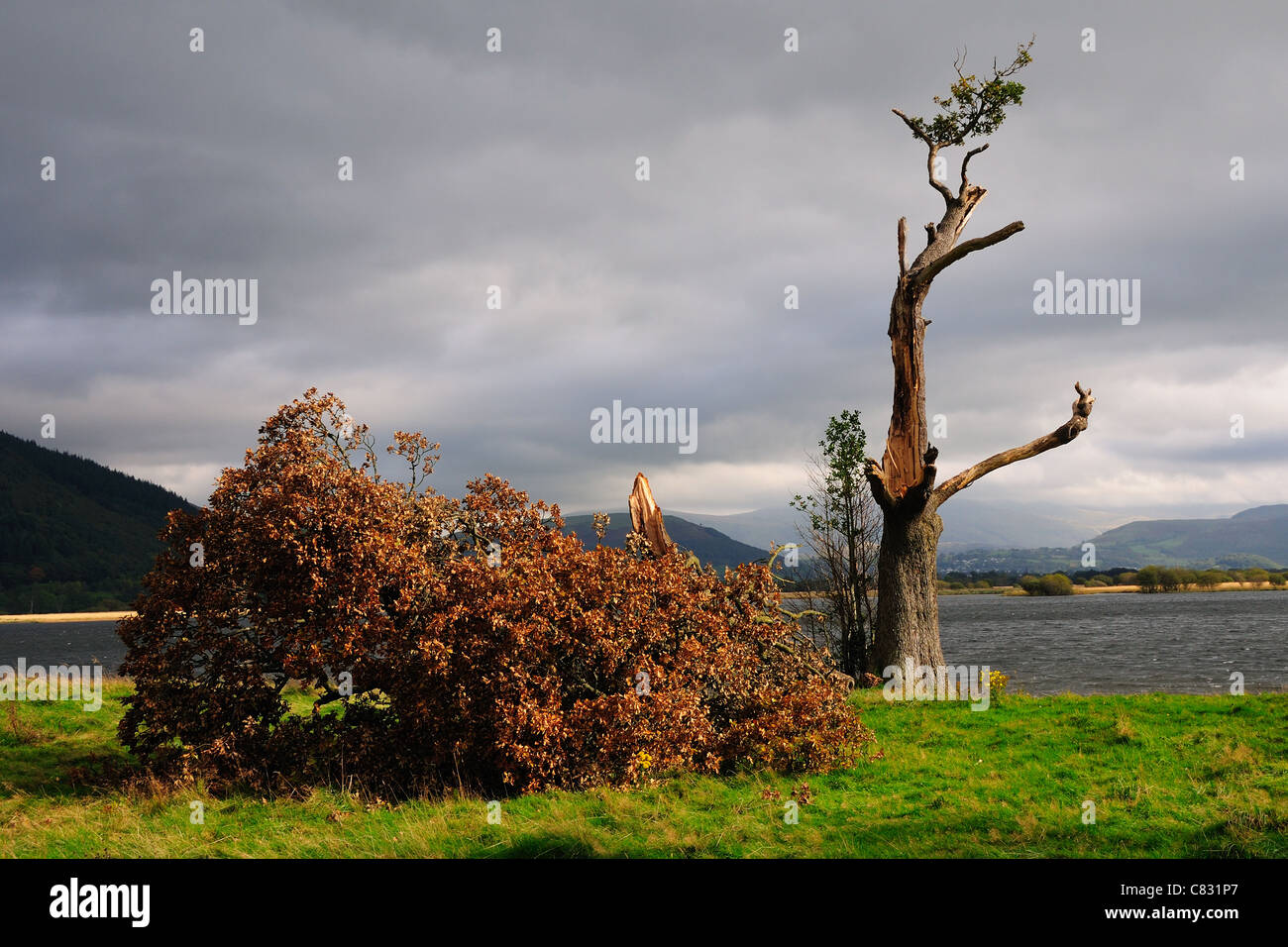 lakeside fractured tree landscape Stock Photo - Alamy