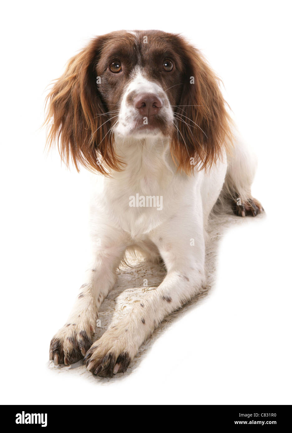 Adult springer spaniel hi-res stock photography and images - Alamy