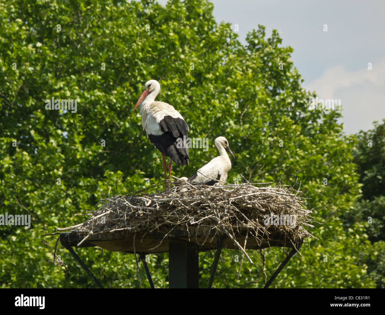 White stork young orange hi-res stock photography and images - Alamy