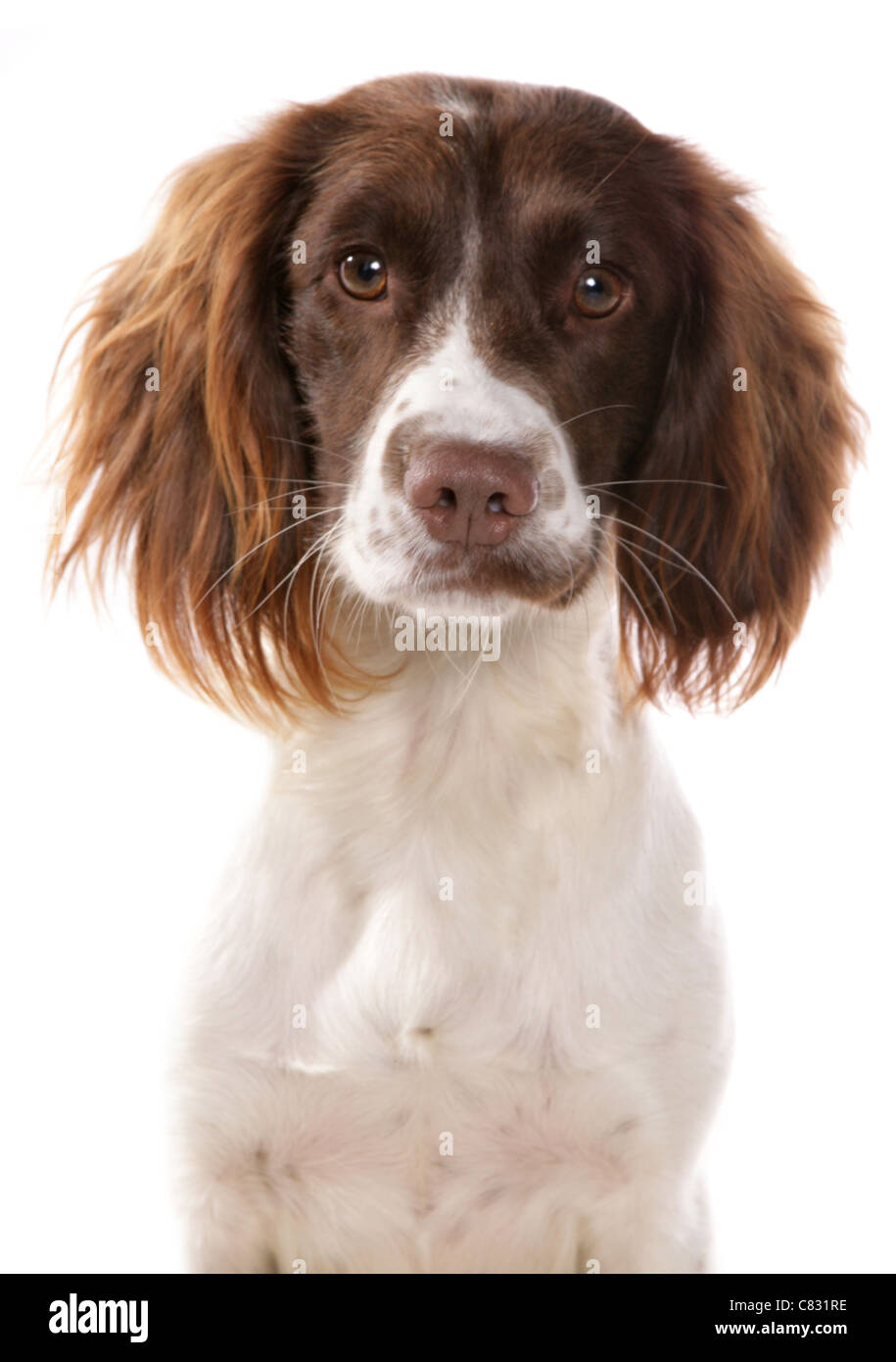Springer spaniel hi-res stock photography and images - Alamy