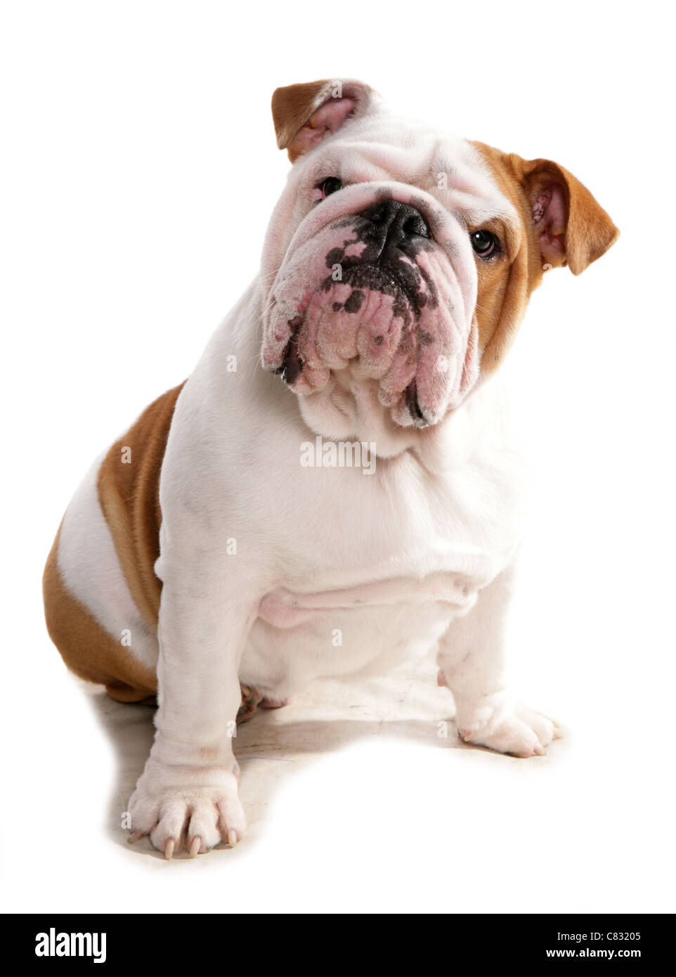 Adult bulldog hi-res stock photography and images - Alamy