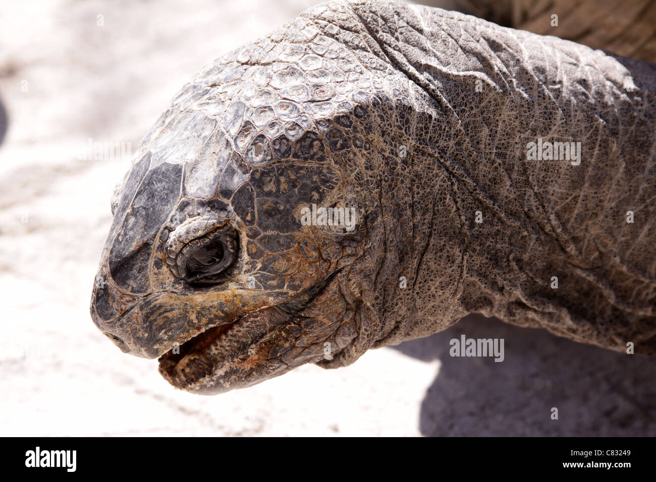 Galapagos turtle face and head Stock Photo - Alamy