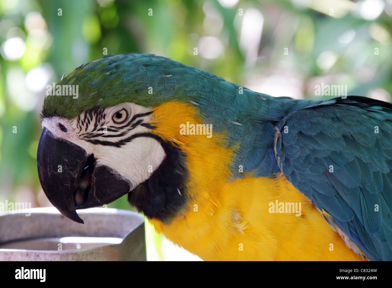 Portrait of an exotic parrot Stock Photo - Alamy
