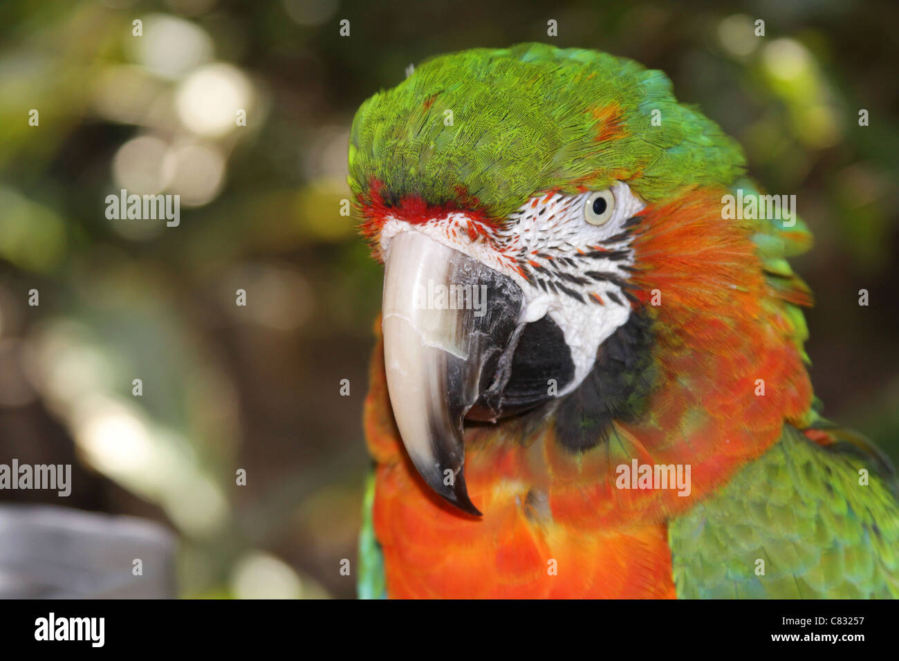 Ara genus hi-res stock photography and images - Alamy