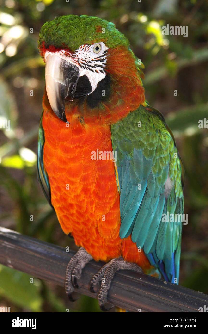 Portrait of an exotic parrot Stock Photo - Alamy