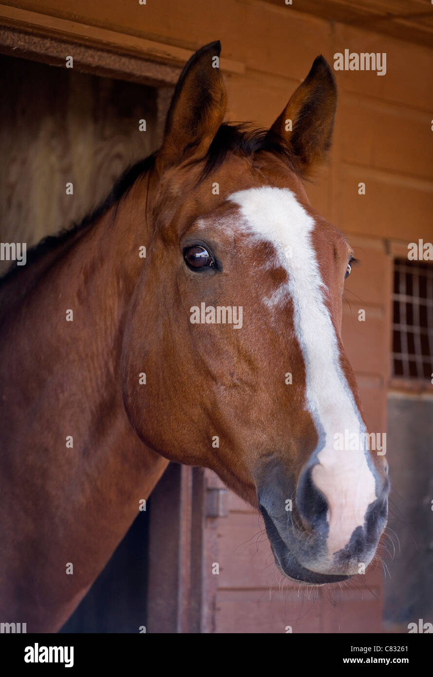 Adult horse hi-res stock photography and images - Alamy