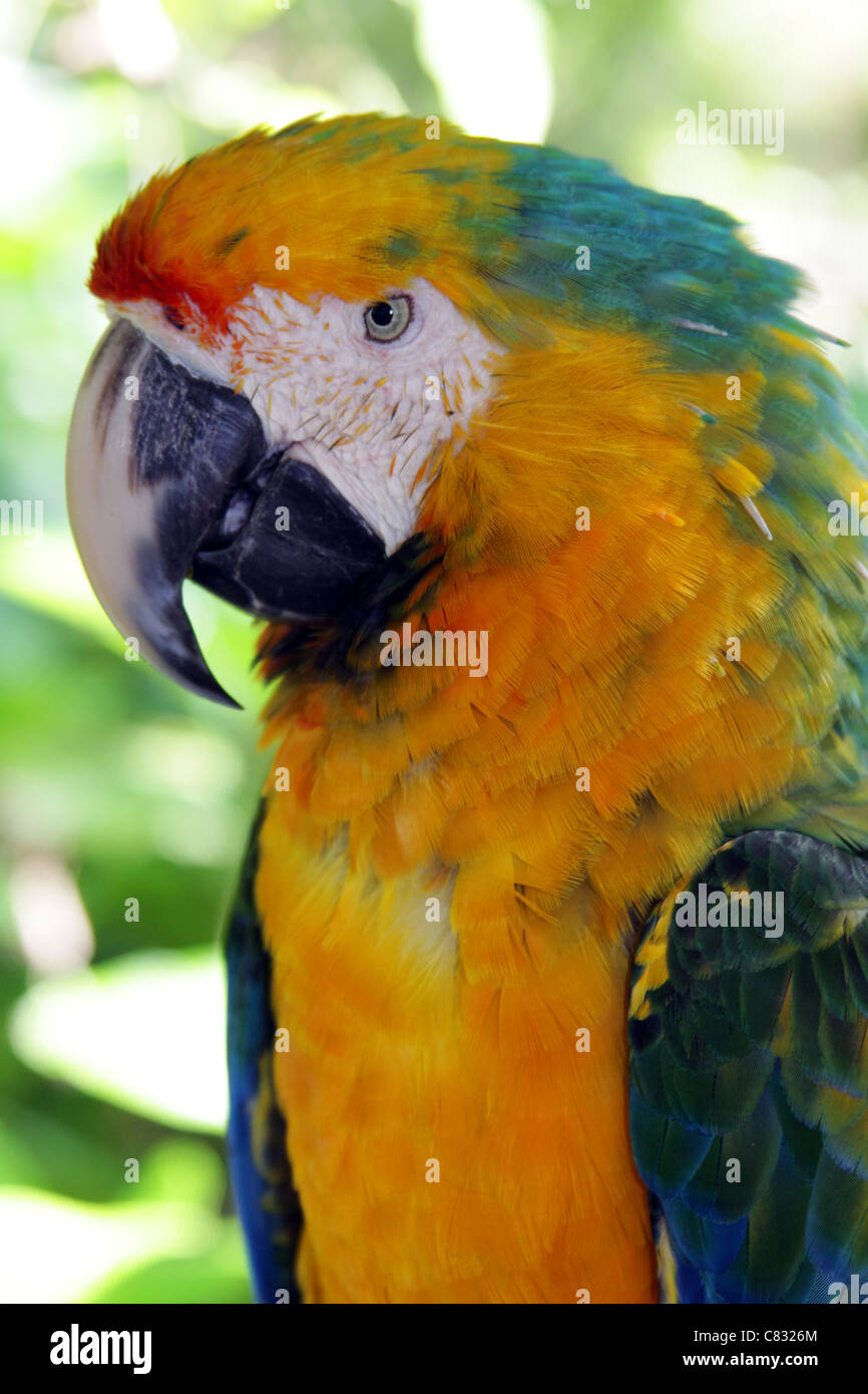 Portrait of an exotic parrot Stock Photo - Alamy