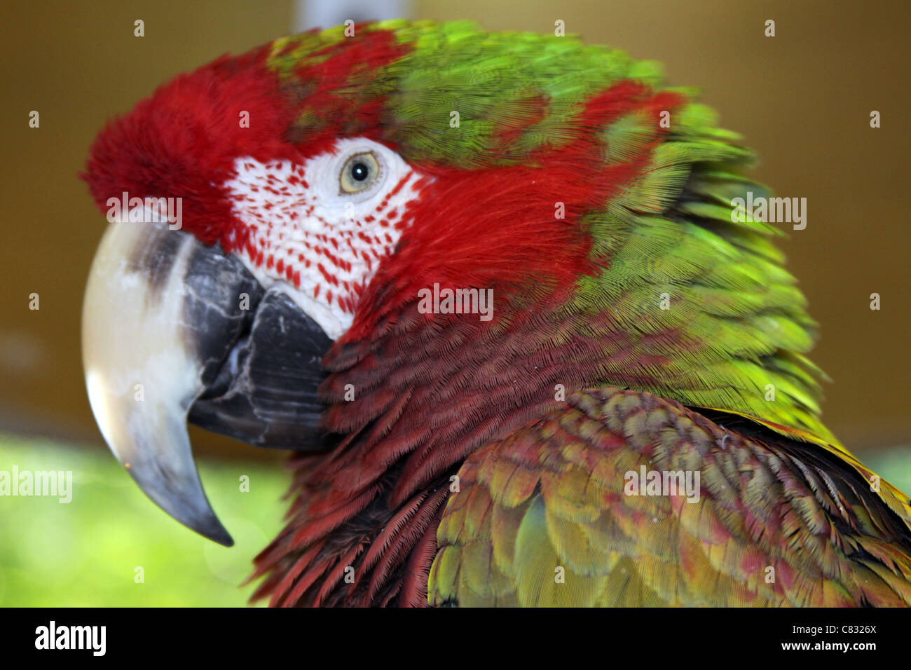 Ara genus hi-res stock photography and images - Alamy