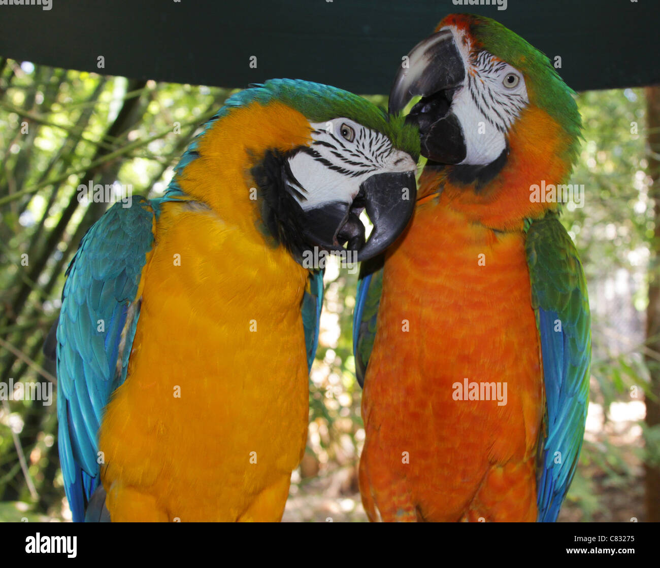 Portrait of an exotic parrot Stock Photo - Alamy