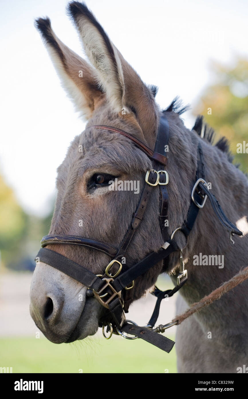 Donkey show hi-res stock photography and images - Alamy