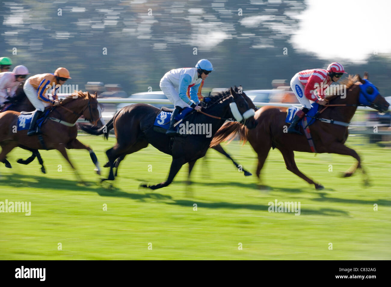 Group of horses hi-res stock photography and images - Alamy
