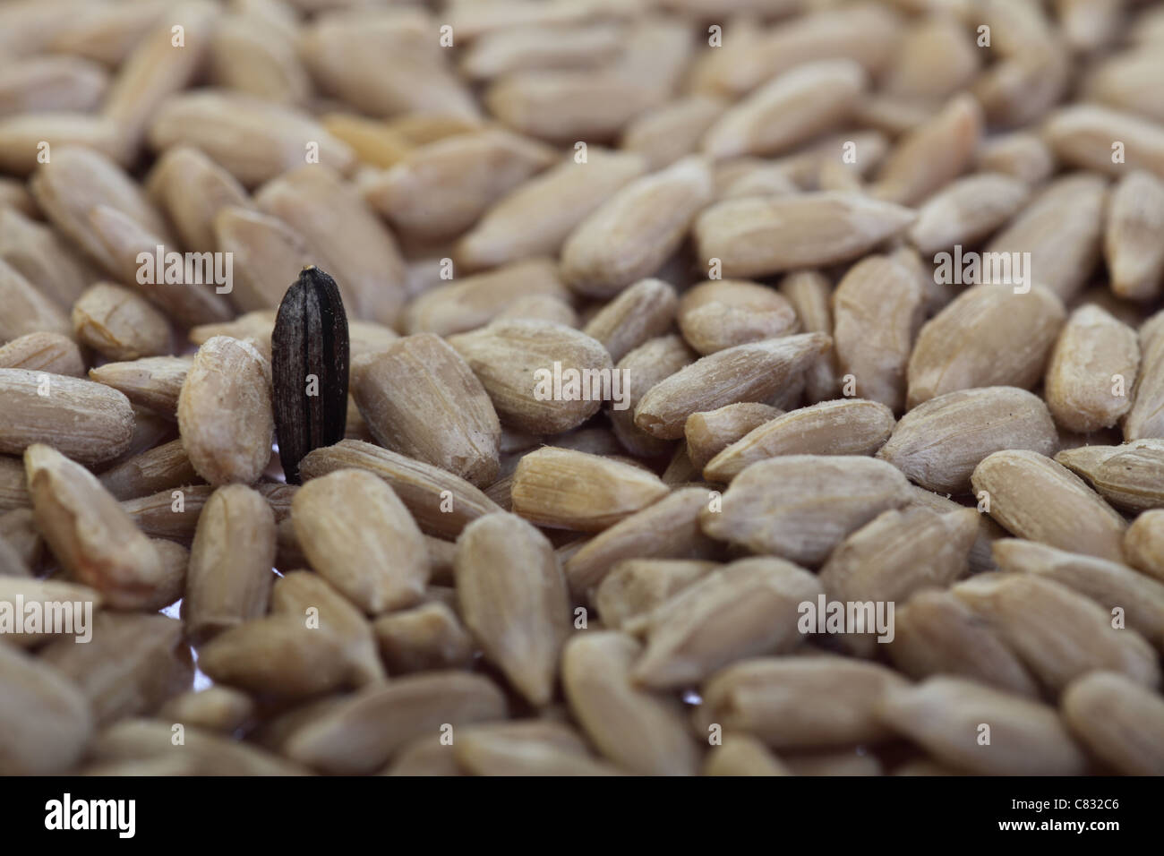 sunflower seeds - nature background texture Stock Photo - Alamy