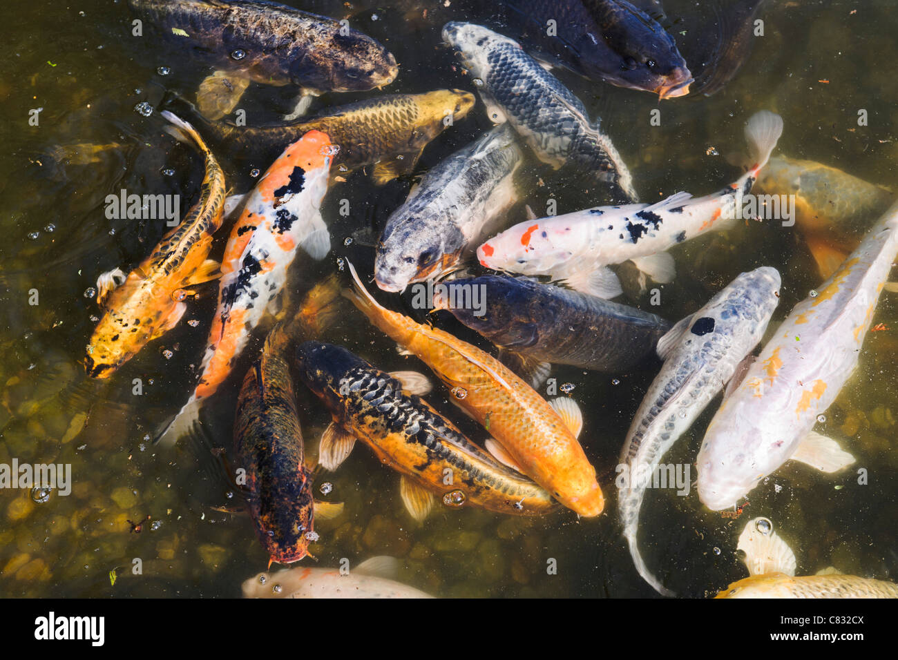 Koi Fish Pond Photography