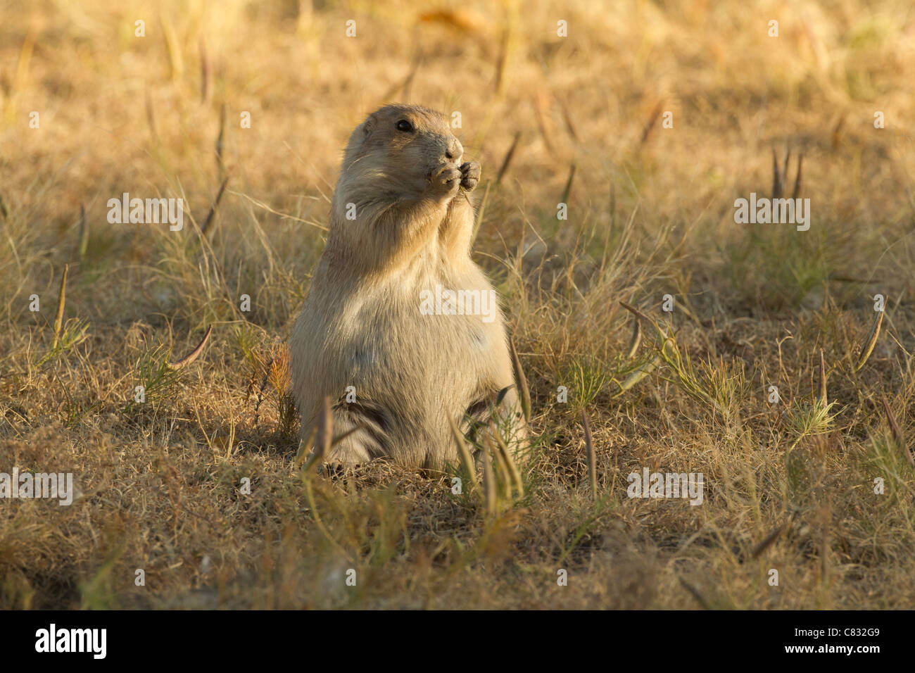 Fat prairie dog hi-res stock photography and images - Alamy