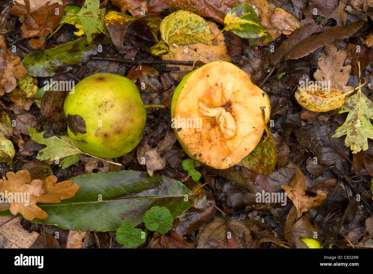 Windfall Crab Apples, Burton Bushes, East Yorkshire Stock Photo - Alamy