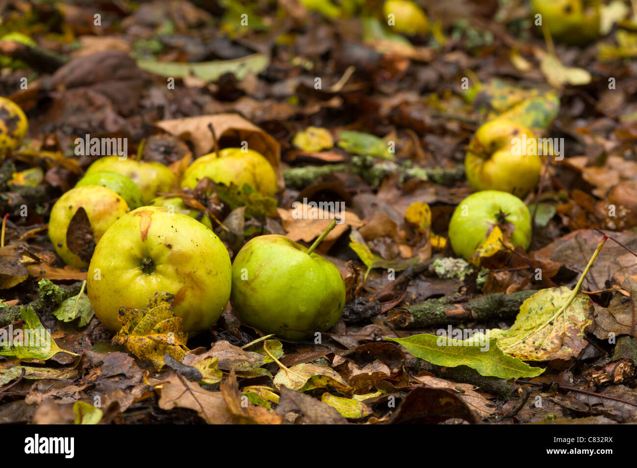 Windfall Crab Apples, Burton Bushes, East Yorkshire Stock Photo - Alamy