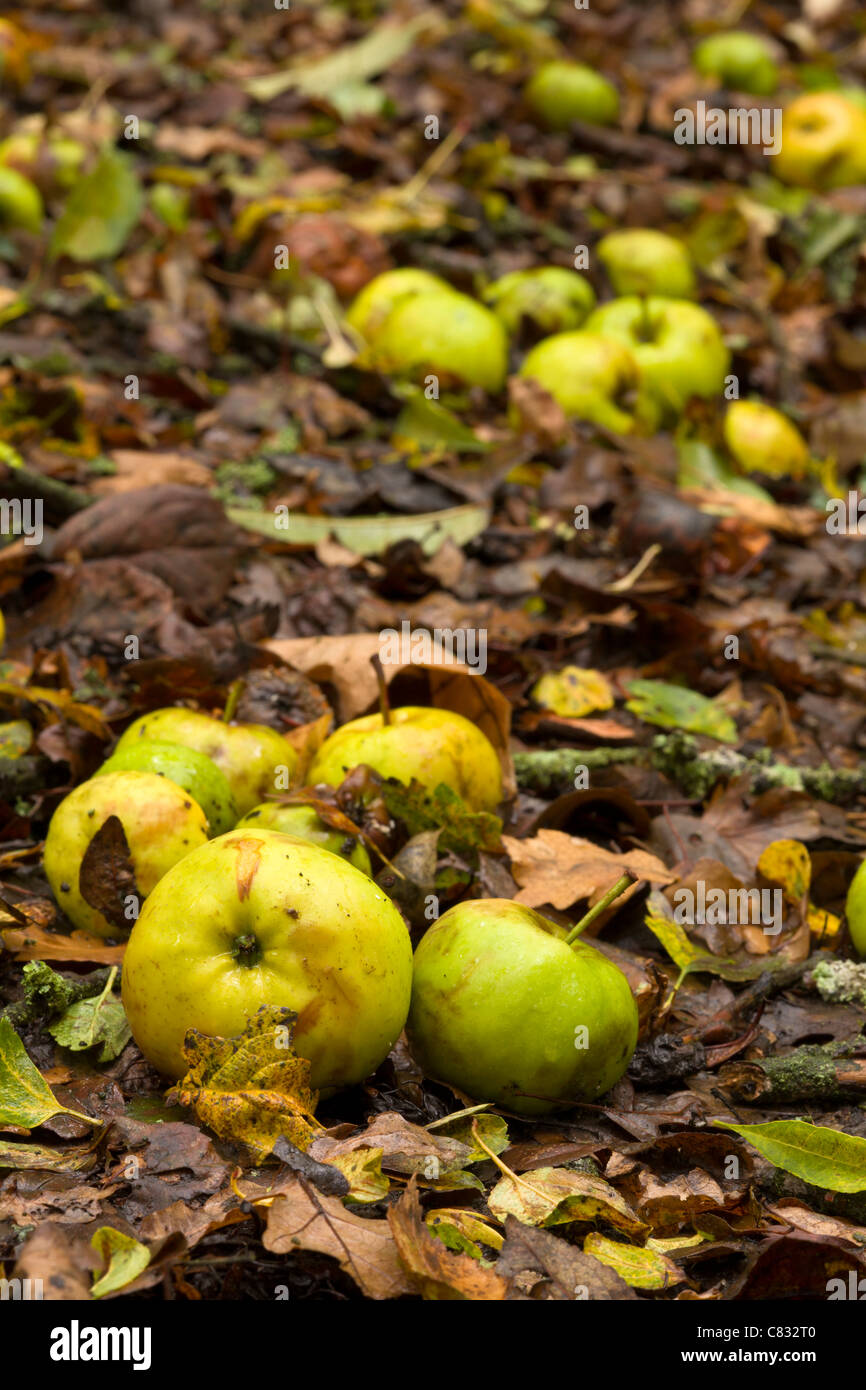 Windfall Crab Apples, Burton Bushes, East Yorkshire Stock Photo - Alamy
