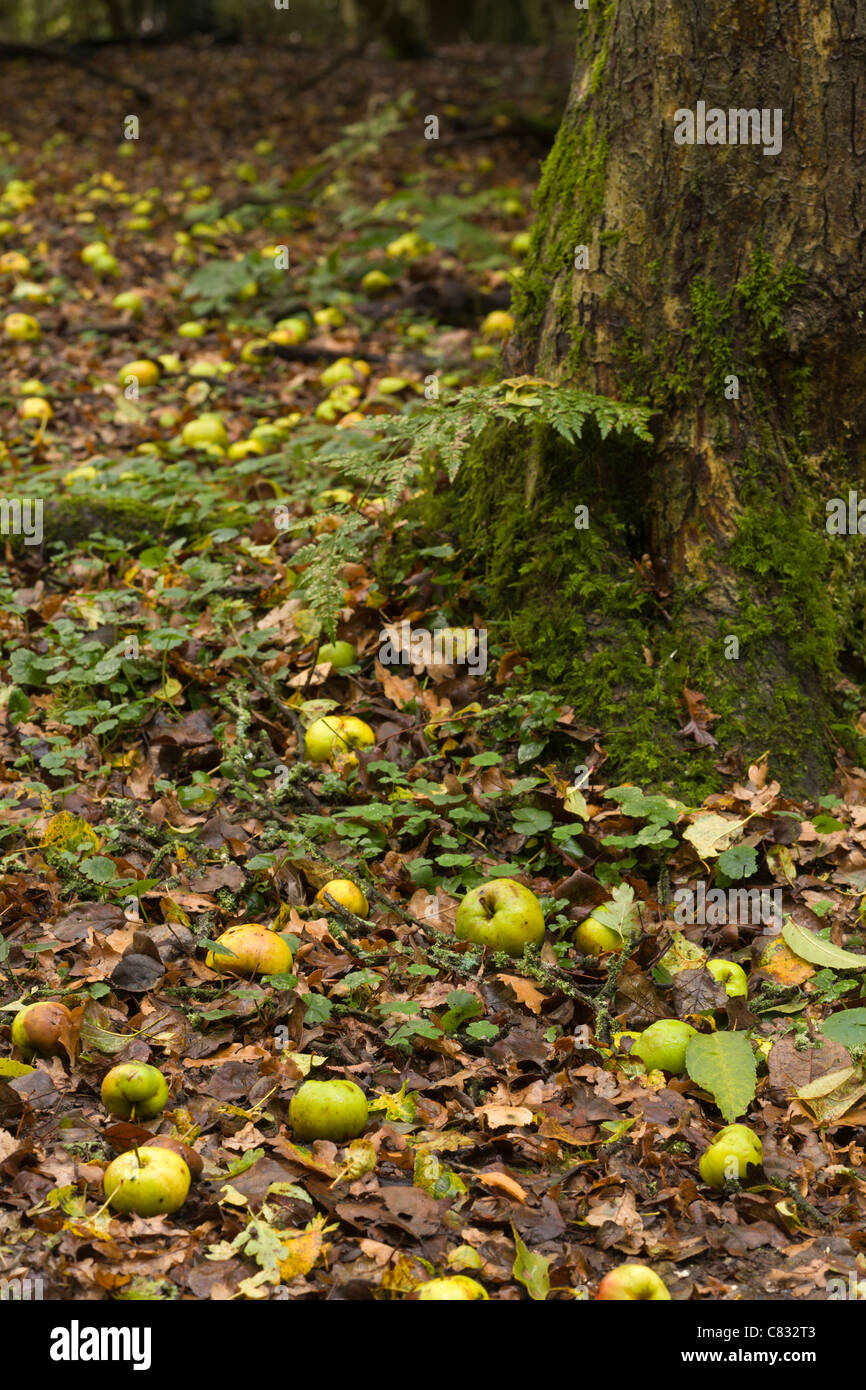 Windfall Crab Apples, Burton Bushes, East Yorkshire Stock Photo - Alamy