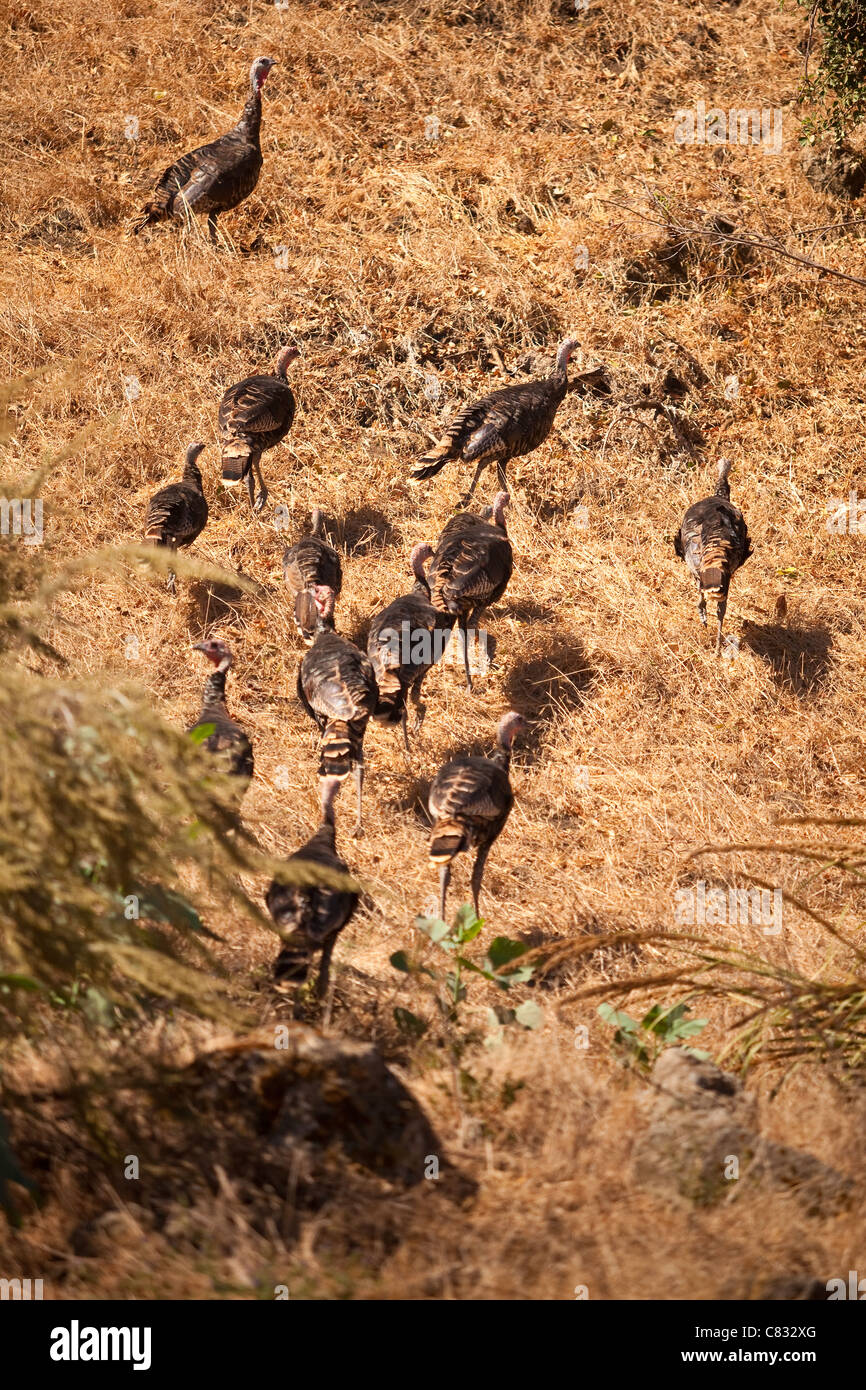 Turkeys hi-res stock photography and images - Alamy