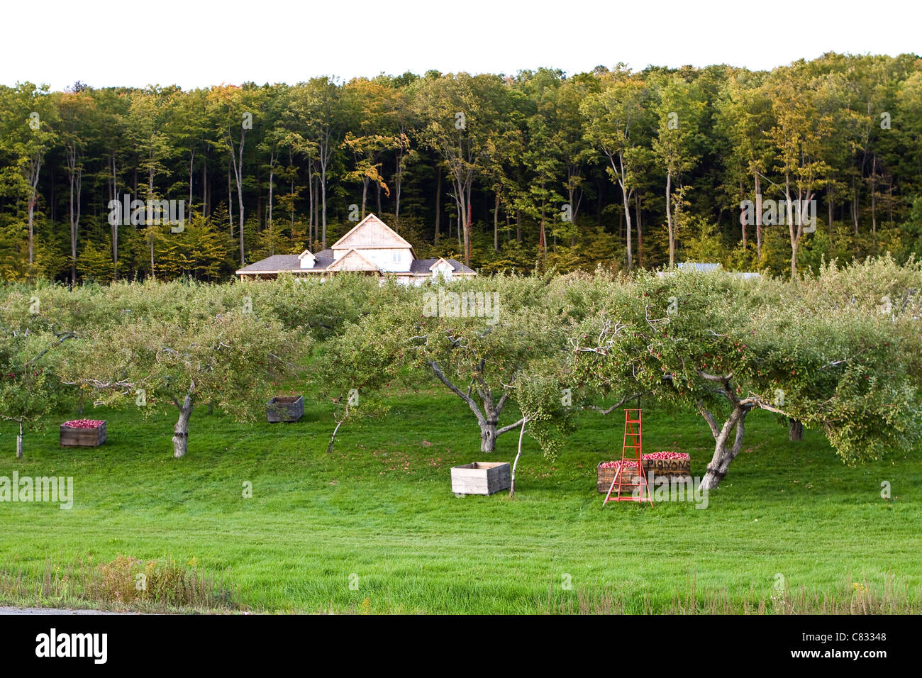 Apple orchard tree hi-res stock photography and images - Alamy