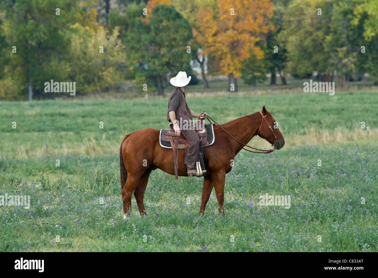 Cowboy on horse looking distance hi-res stock photography and images ...