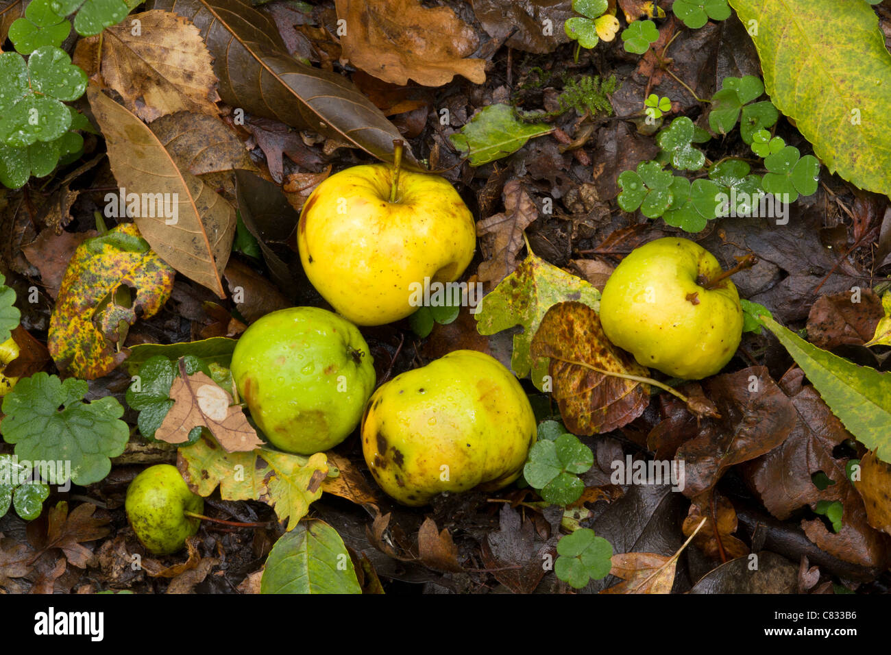 Crab apples uk hi-res stock photography and images - Alamy