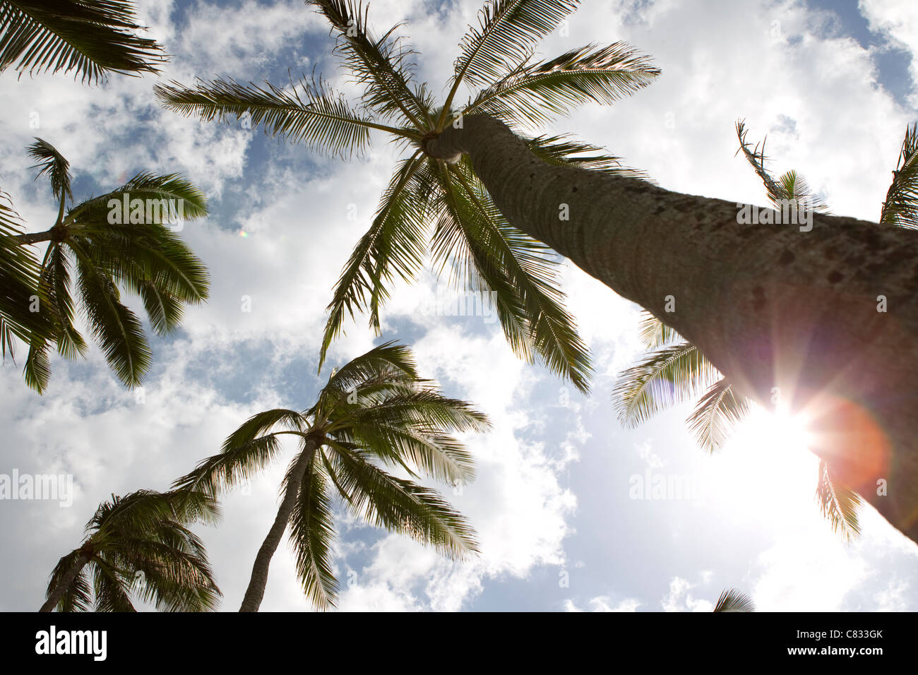 Looking up palm trees Stock Photo - Alamy
