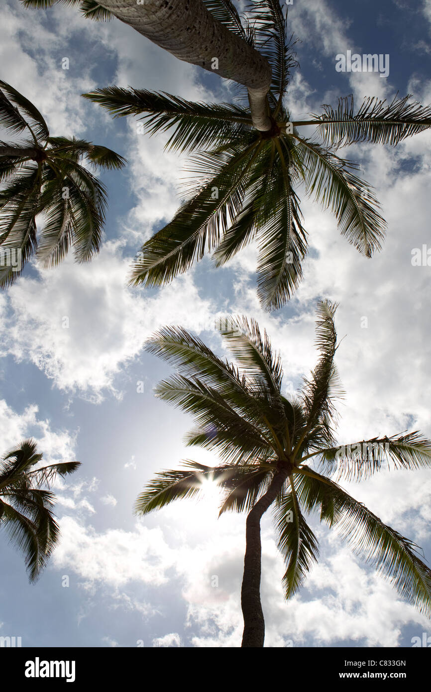 Looking up palm trees Stock Photo - Alamy