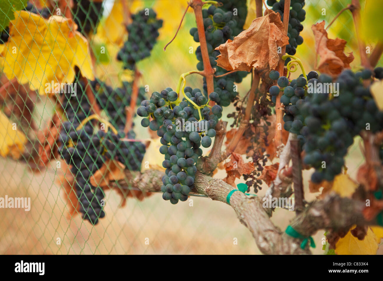Syrah vineyard hi-res stock photography and images - Alamy