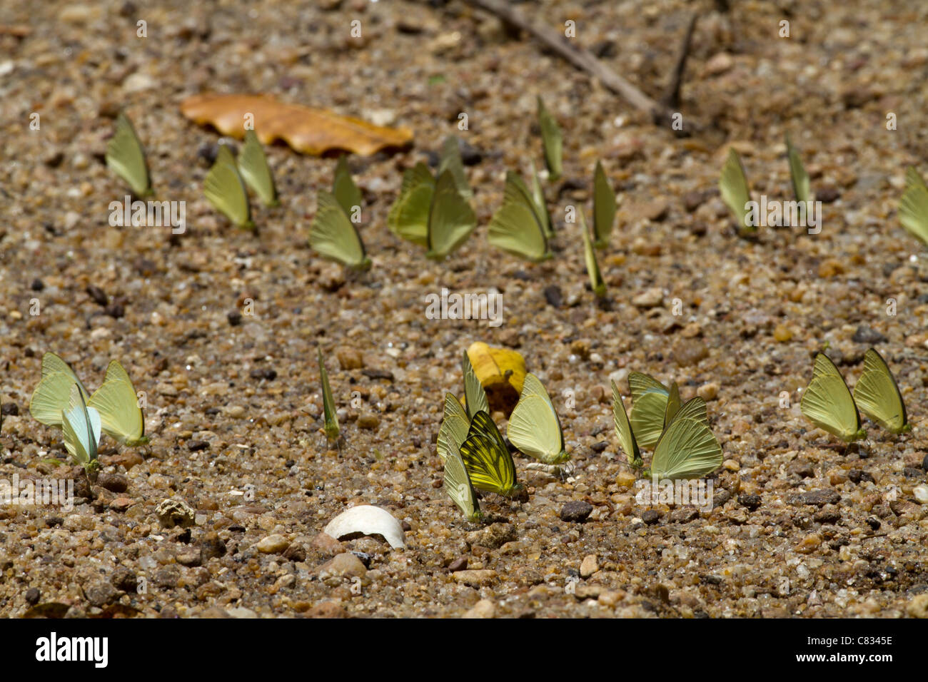 Mud Sipping Butterflies Stock Photo - Alamy
