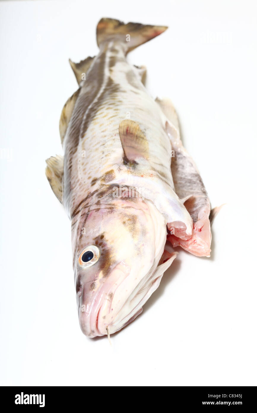 Raw cod fish on white background Stock Photo - Alamy