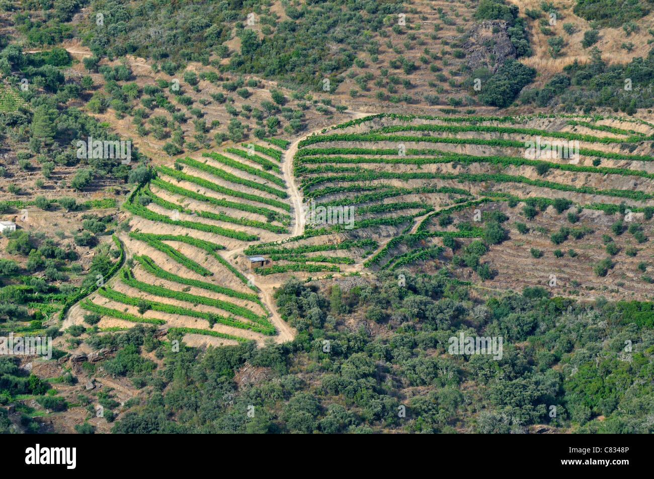 Mountain slope with terraced vineyards Stock Photo - Alamy
