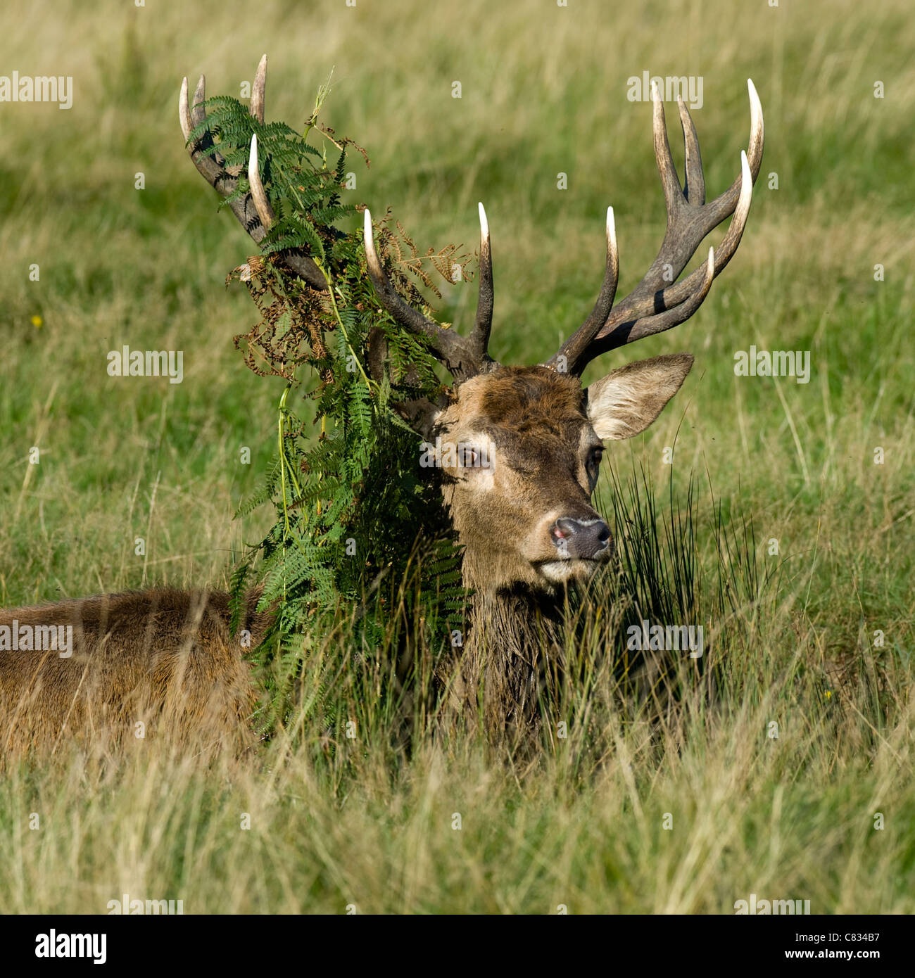 Front facing deer hi-res stock photography and images - Alamy