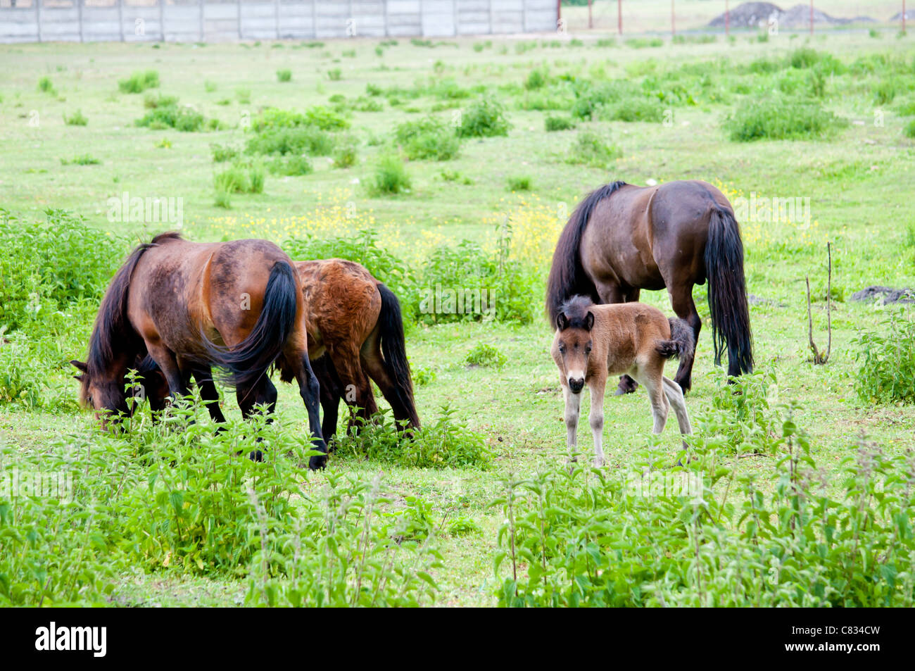 family of horses on the pasture Stock Photo - Alamy