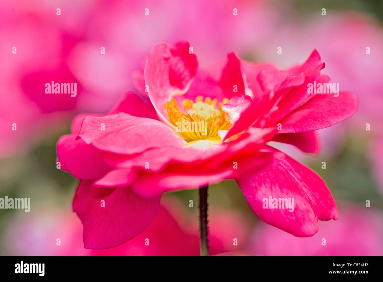 Rosa Gallica Officinalis High Resolution Stock Photography and Images ...