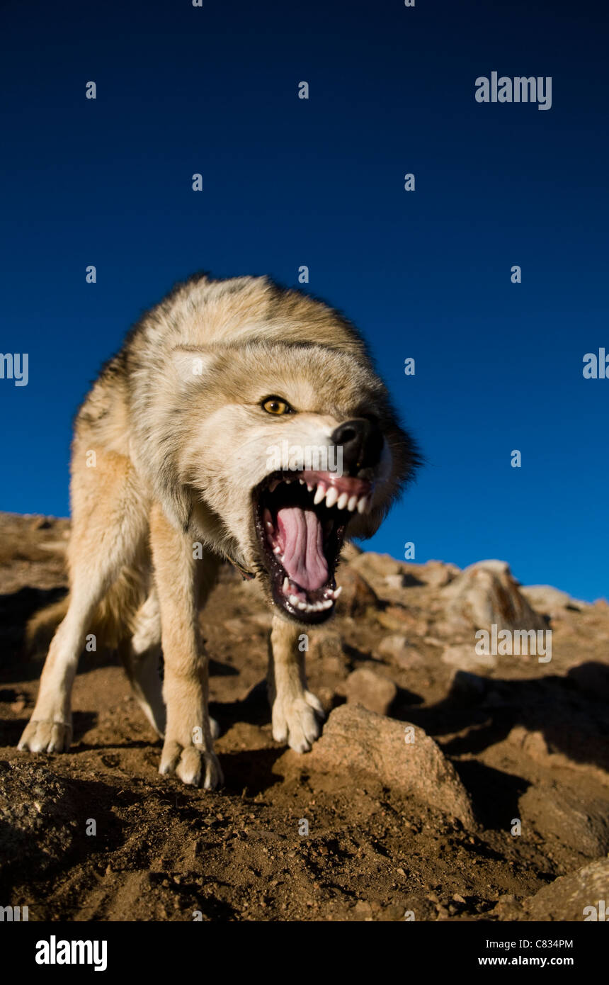 Angry wolf hi-res stock photography and images - Alamy