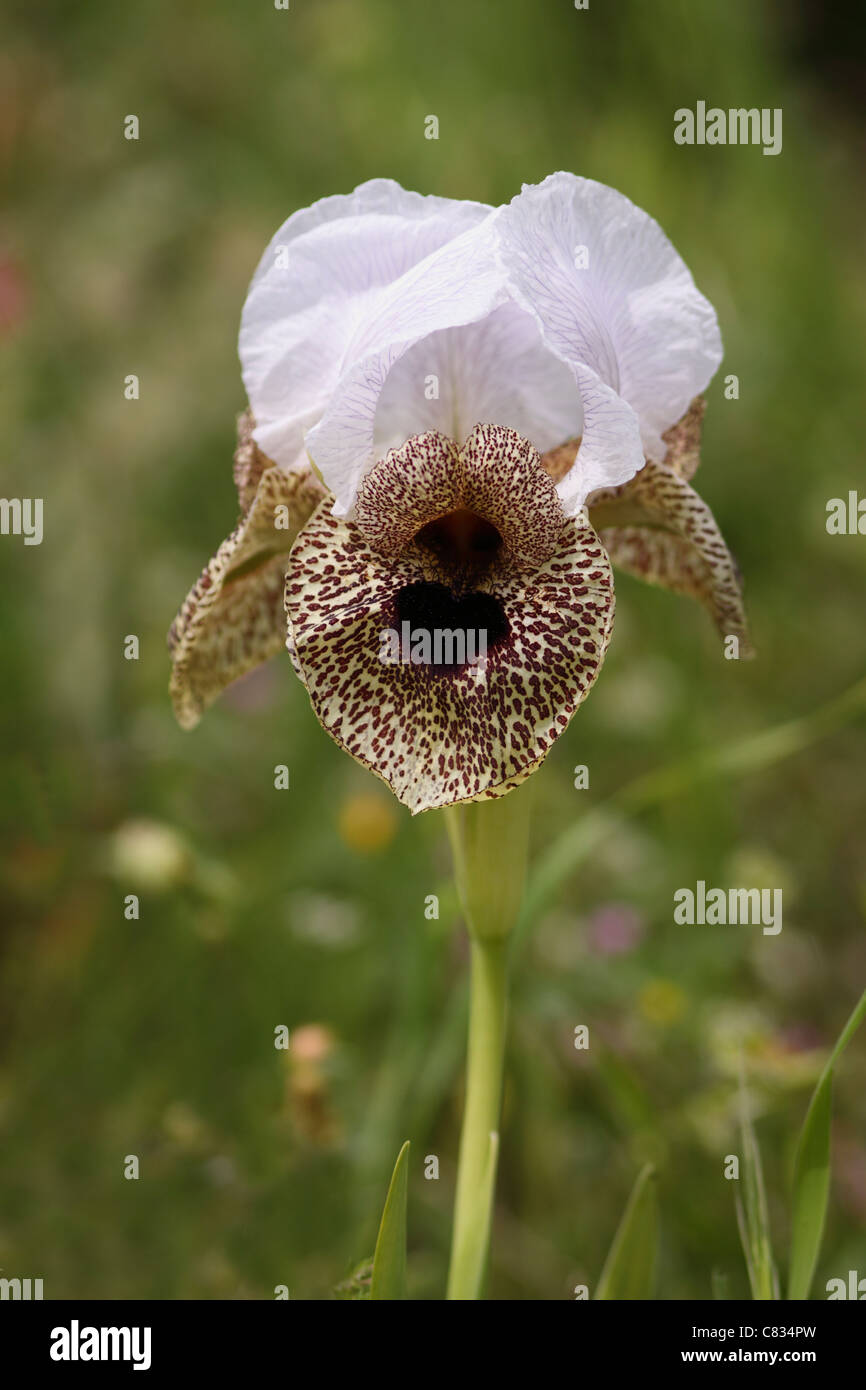 Nazareth Iris (Iris bismarckiana) Photographed at Mount Gilboa Israel ...