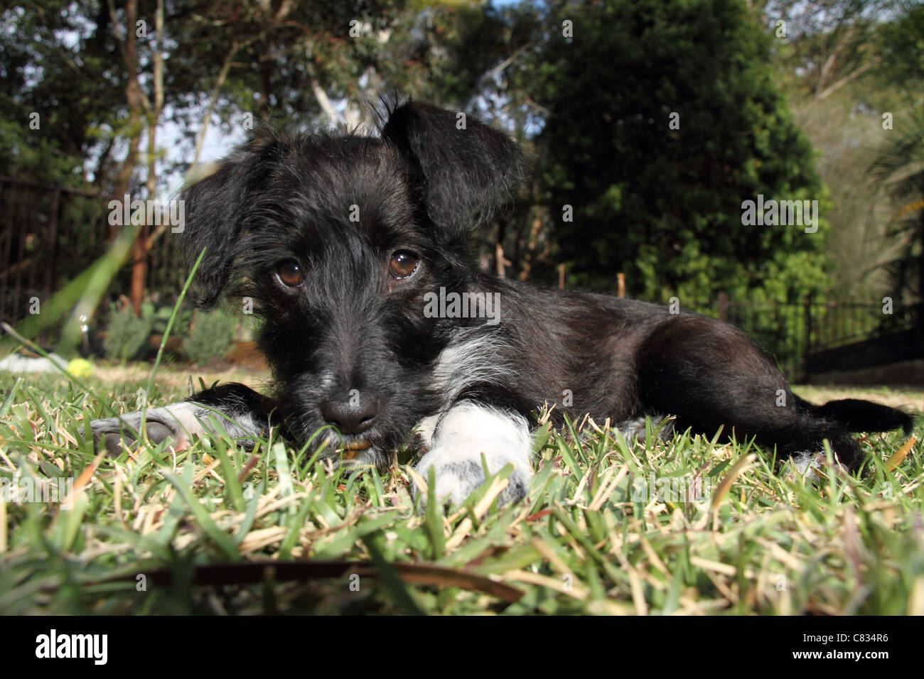 Miniature poodle jack russell cross hi-res stock photography and images ...