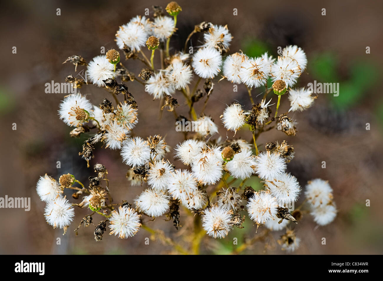 Close-up/macro image of Common Ragwort - Senecio jacobaea going to seed ...