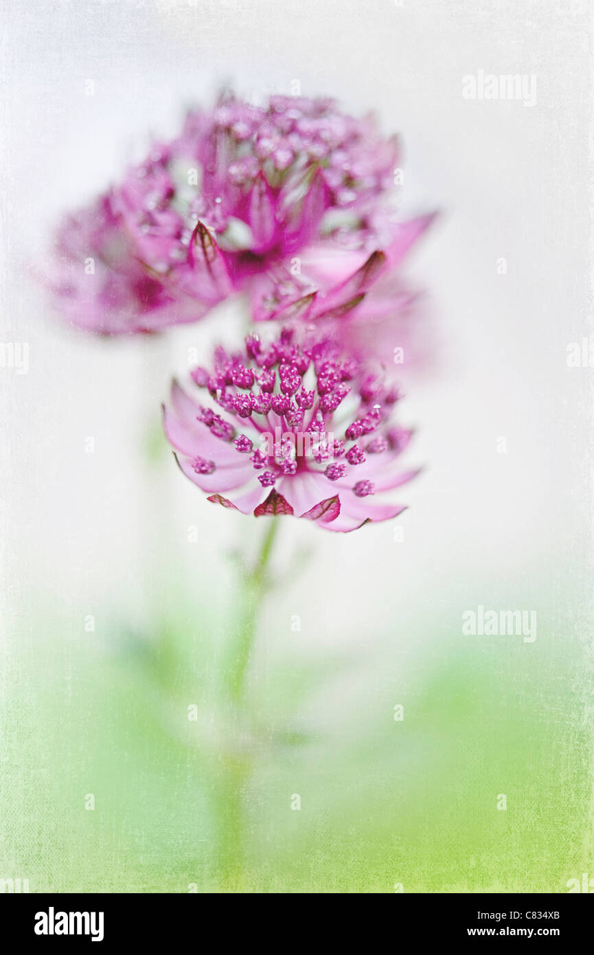 Astrantia major 'Bo Ann' pink flowers - masterwort Stock Photo - Alamy
