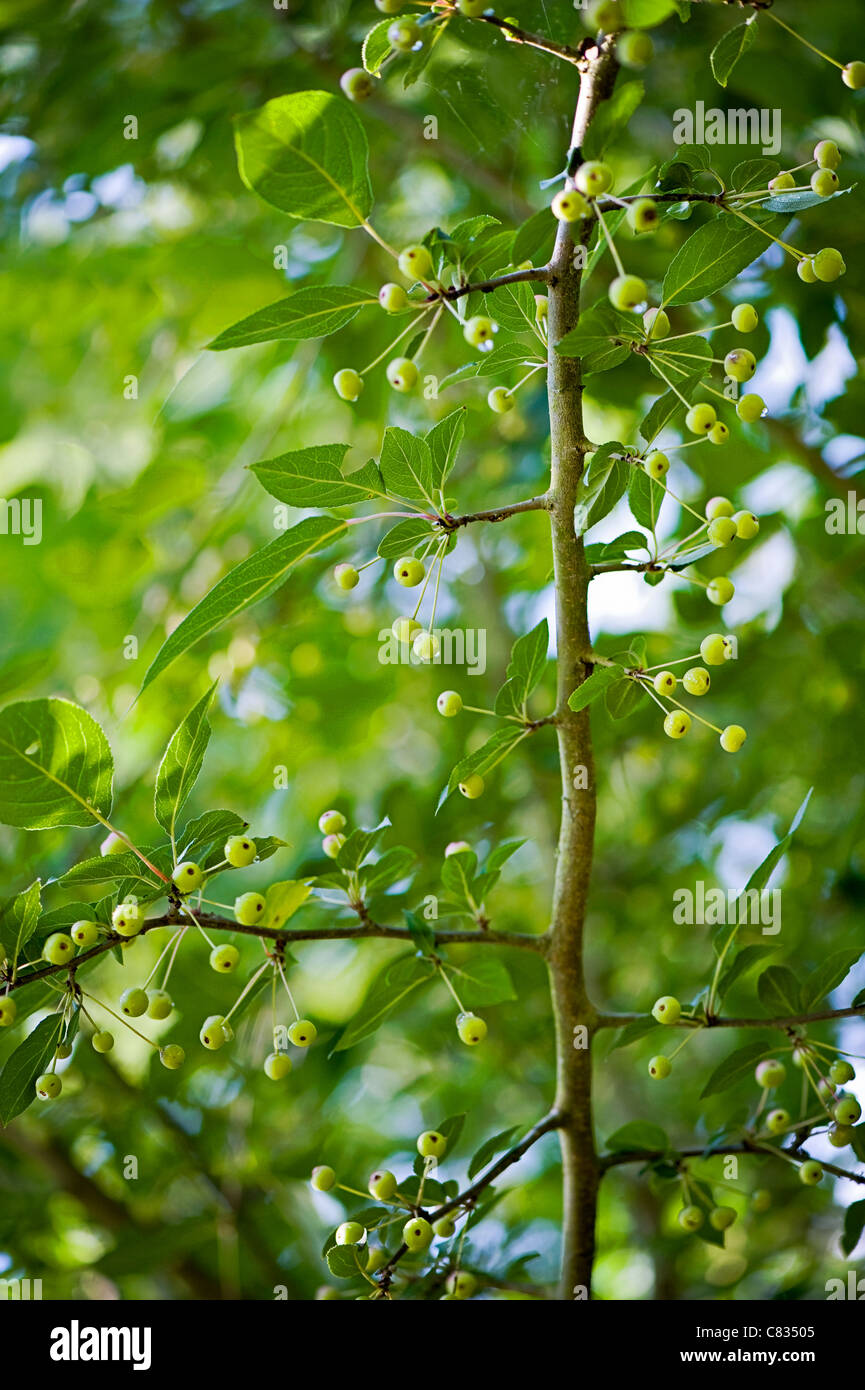 Leaves with berries border hi-res stock photography and images - Alamy