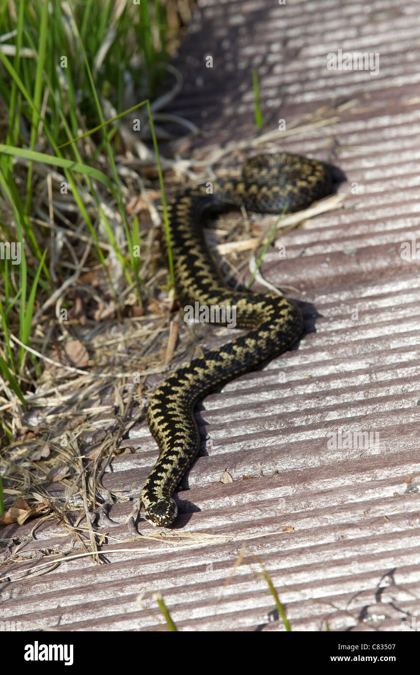 adder viper snake vipera berus scotland uk england Stock Photo - Alamy